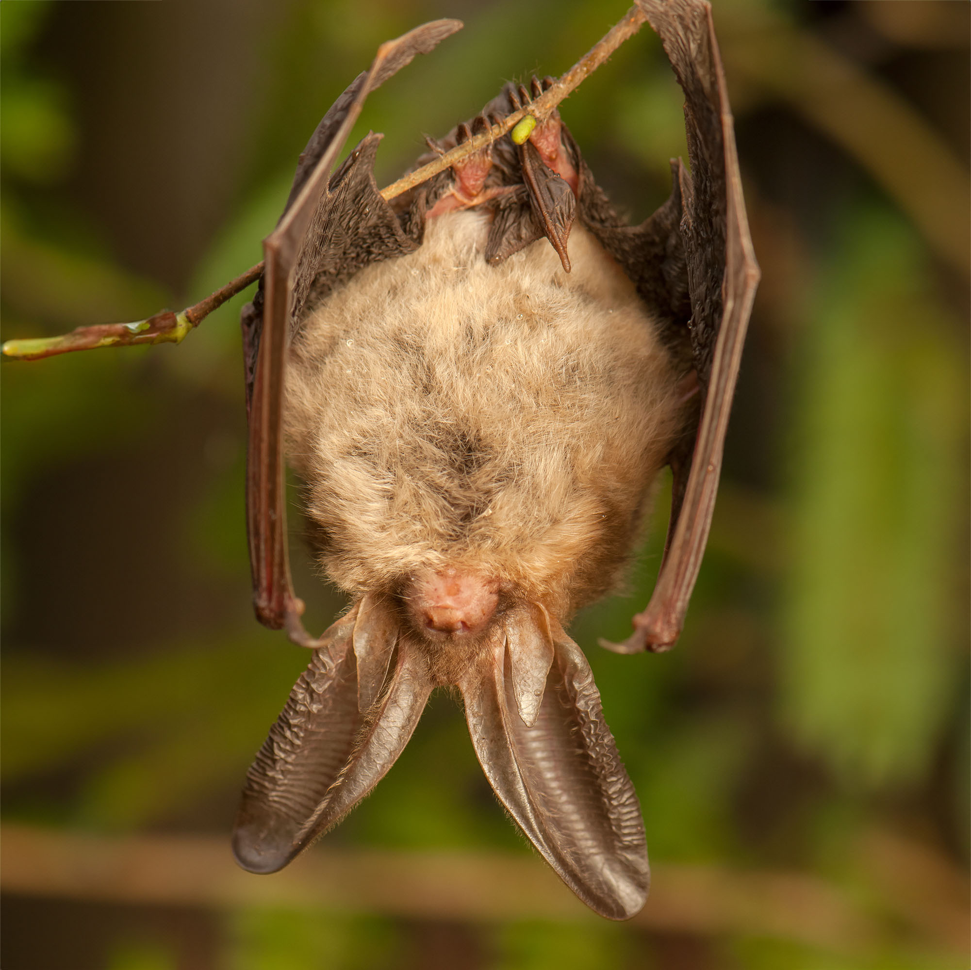 Durham Bat Group